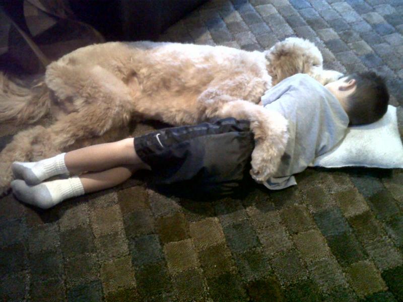 Goldendoodle Hugs - Home